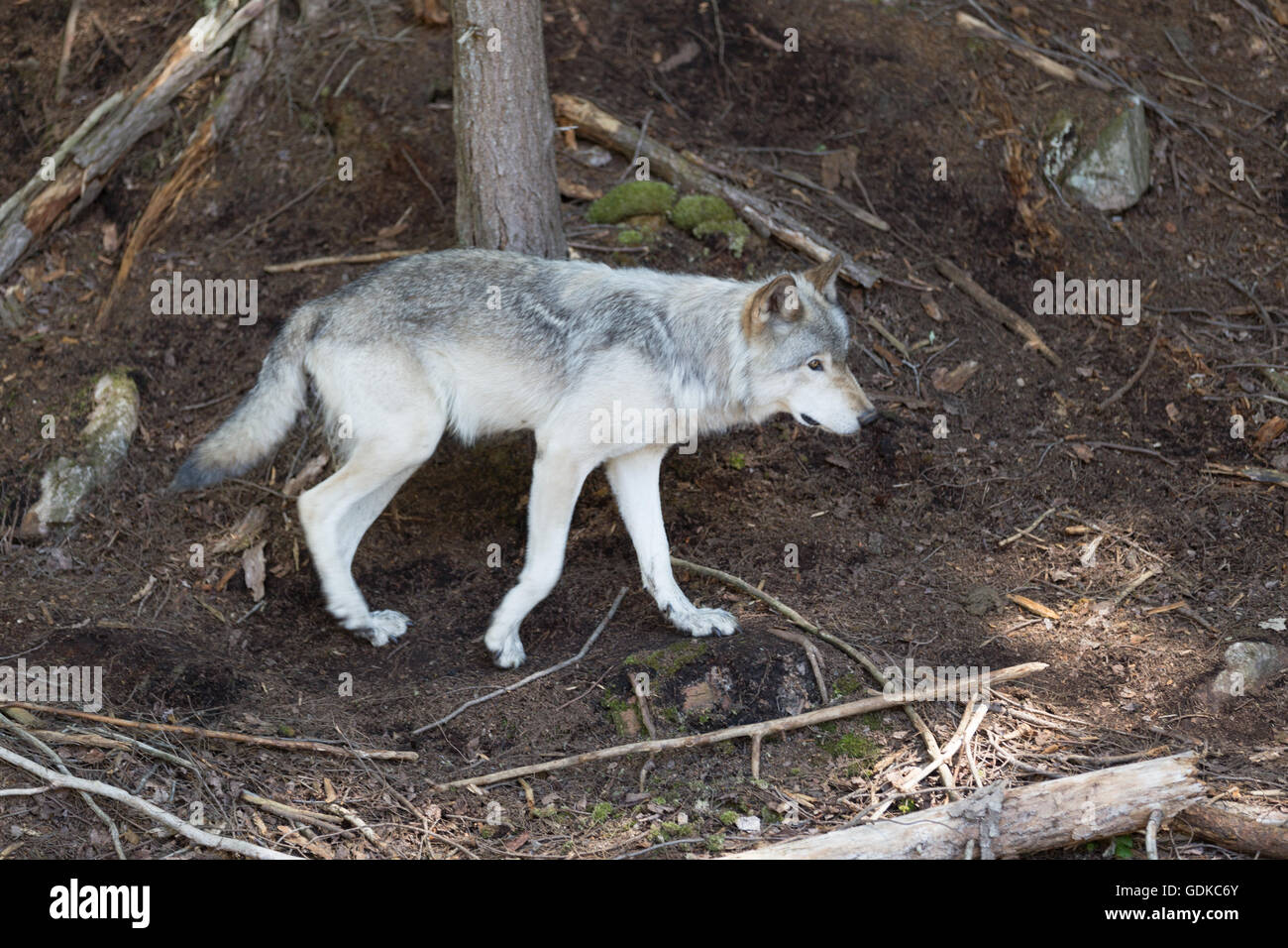 A lone timber wolf in a summer forest Stock Photo - Alamy