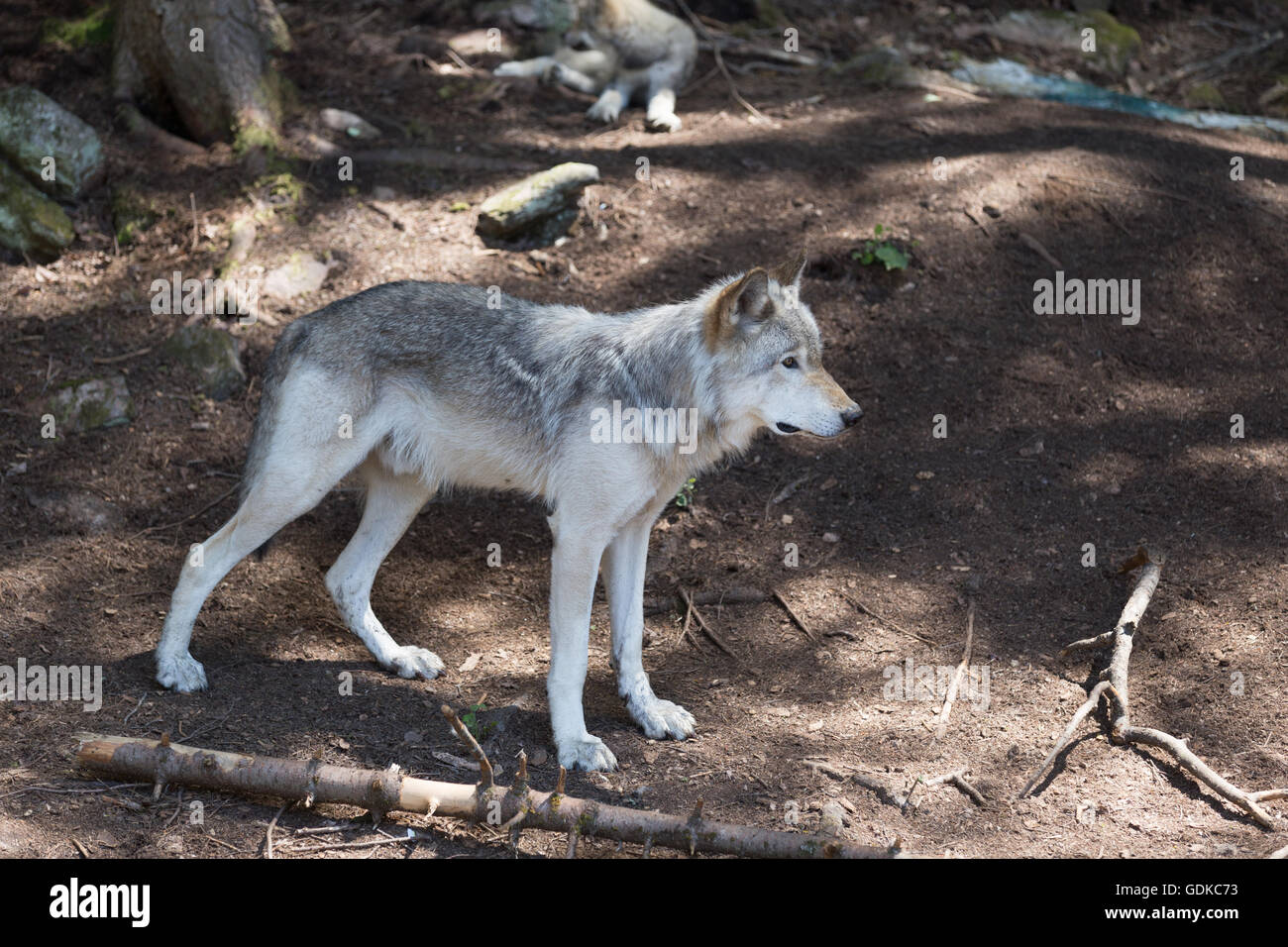 A lone timber wolf in a summer forest Stock Photo - Alamy
