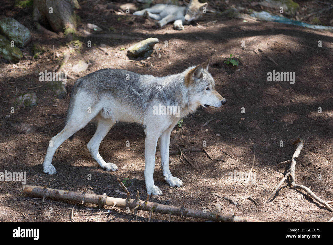 A lone timber wolf in a summer forest Stock Photo - Alamy