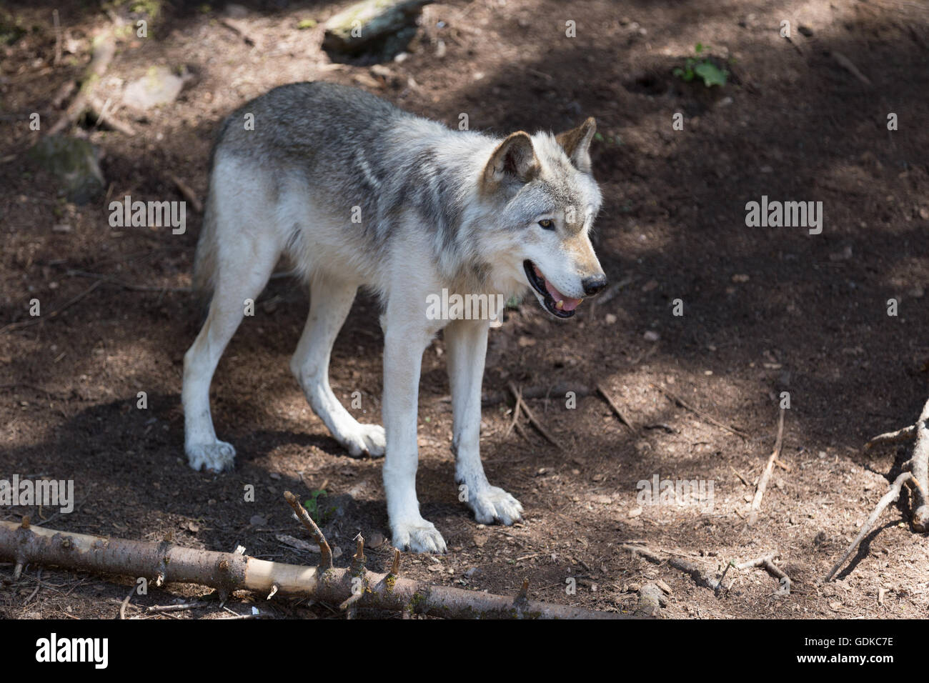 A lone timber wolf in a summer forest Stock Photo - Alamy