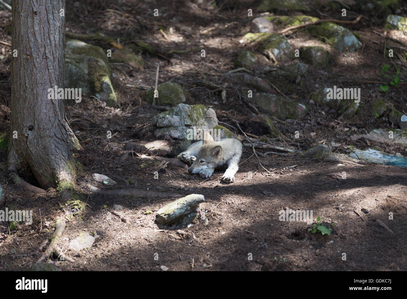 A lone timber wolf in a summer forest Stock Photo - Alamy