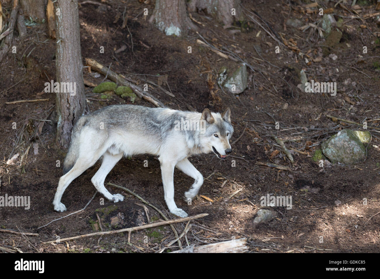 A lone timber wolf in a summer forest Stock Photo - Alamy