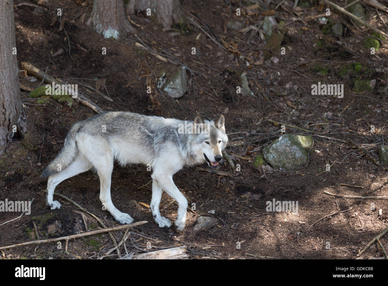A lone timber wolf in a summer forest Stock Photo - Alamy