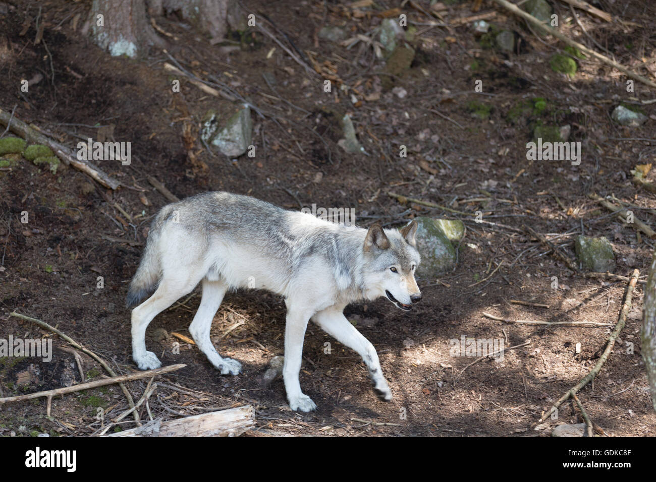 A lone timber wolf in a summer forest Stock Photo - Alamy