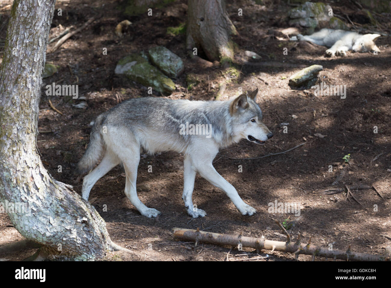 A lone timber wolf in a summer forest Stock Photo - Alamy