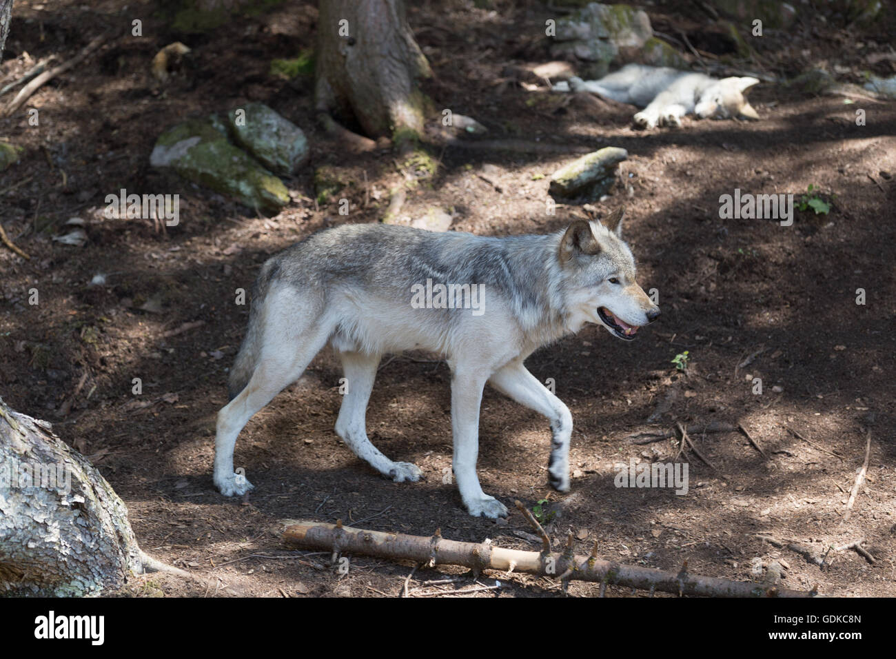 A lone timber wolf in a summer forest Stock Photo - Alamy