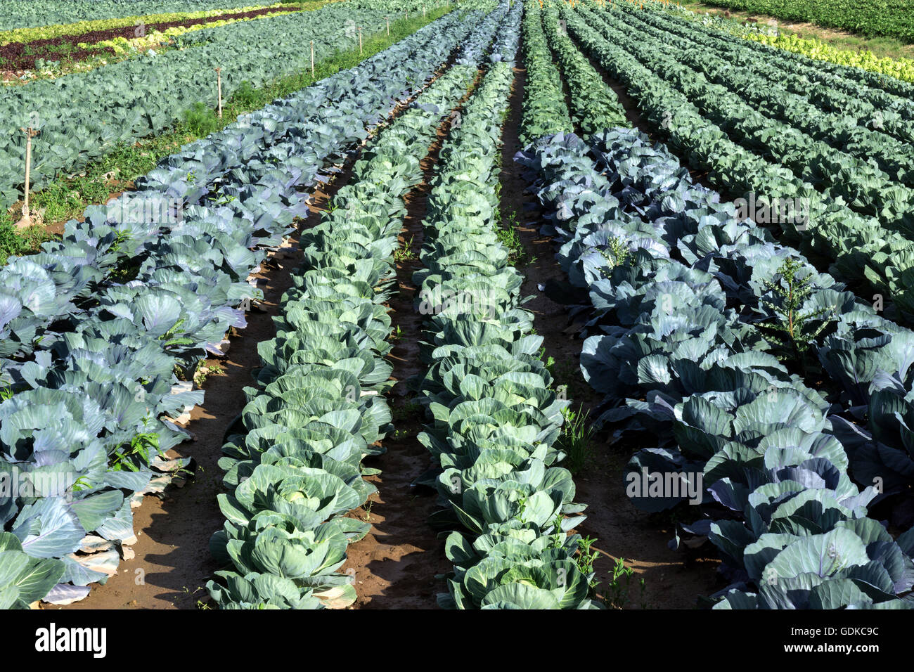 Vegetable field hi-res stock photography and images - Alamy