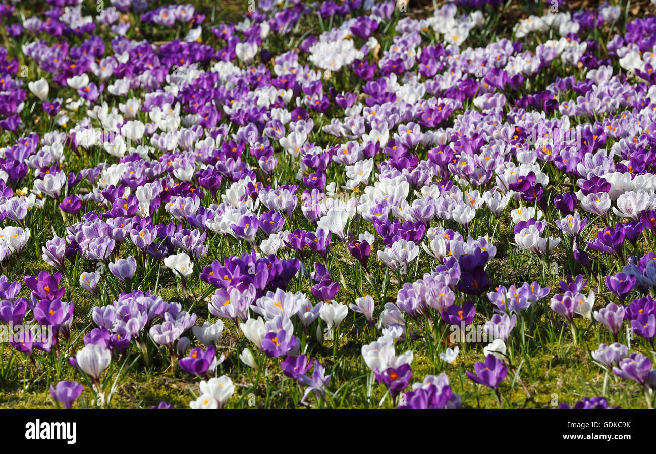 Spring or giant crocuses (Crocus vernus) flowering, crocus meadow ...