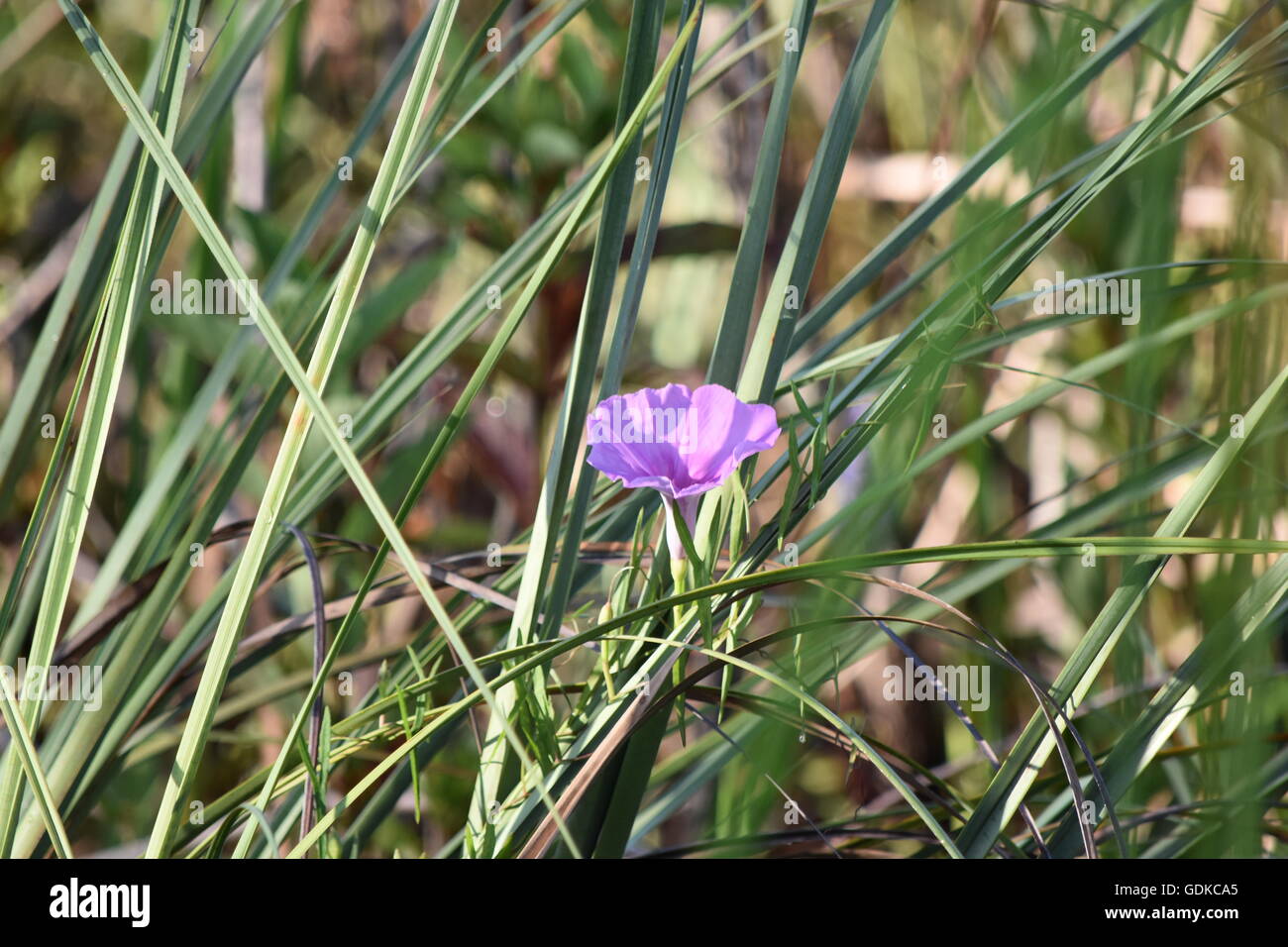 Salt Marsh Morning Glory. Color in the Everglades Stock Photo - Alamy