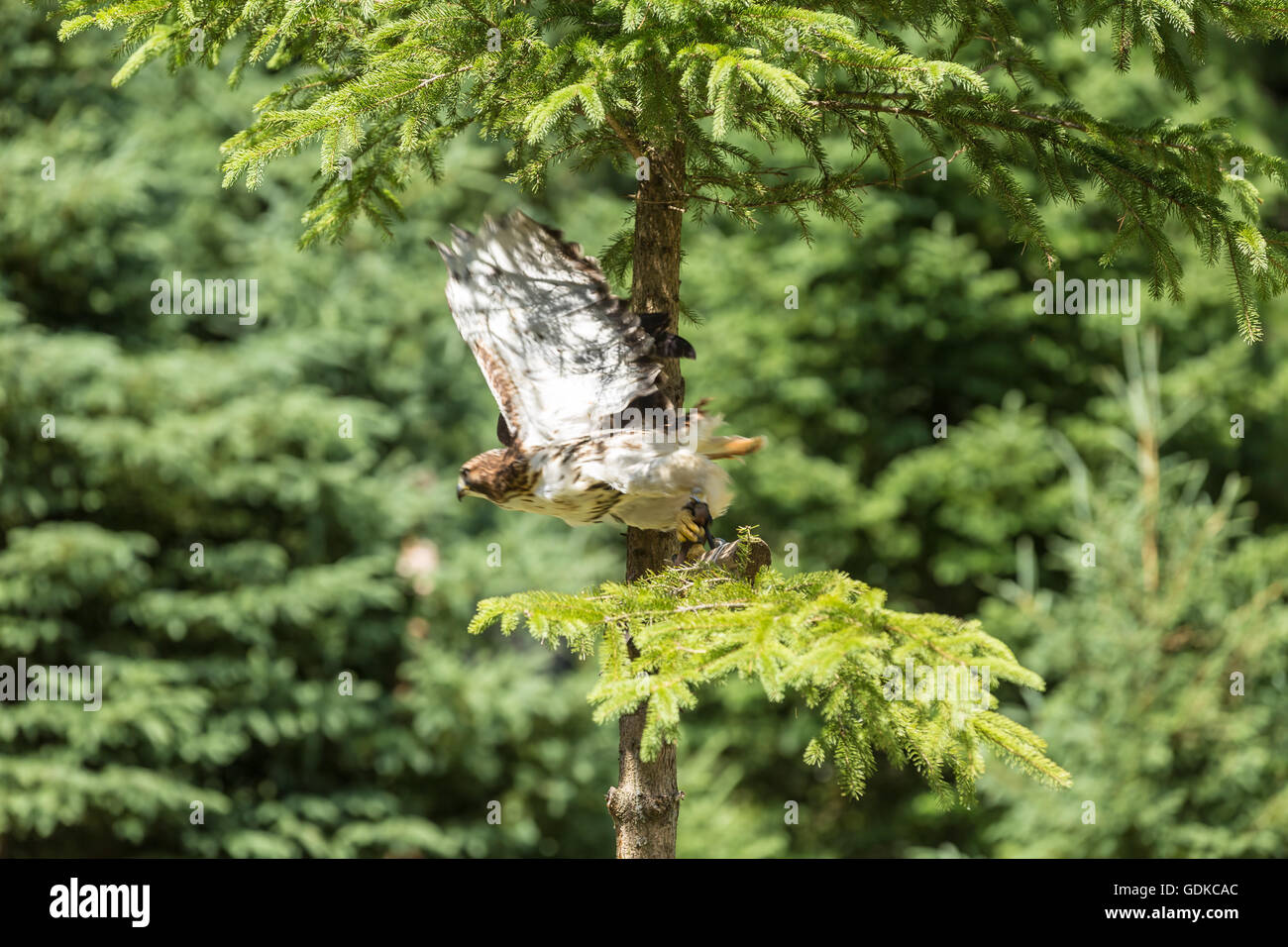 A lone juvenile hawk in a tree Stock Photo - Alamy