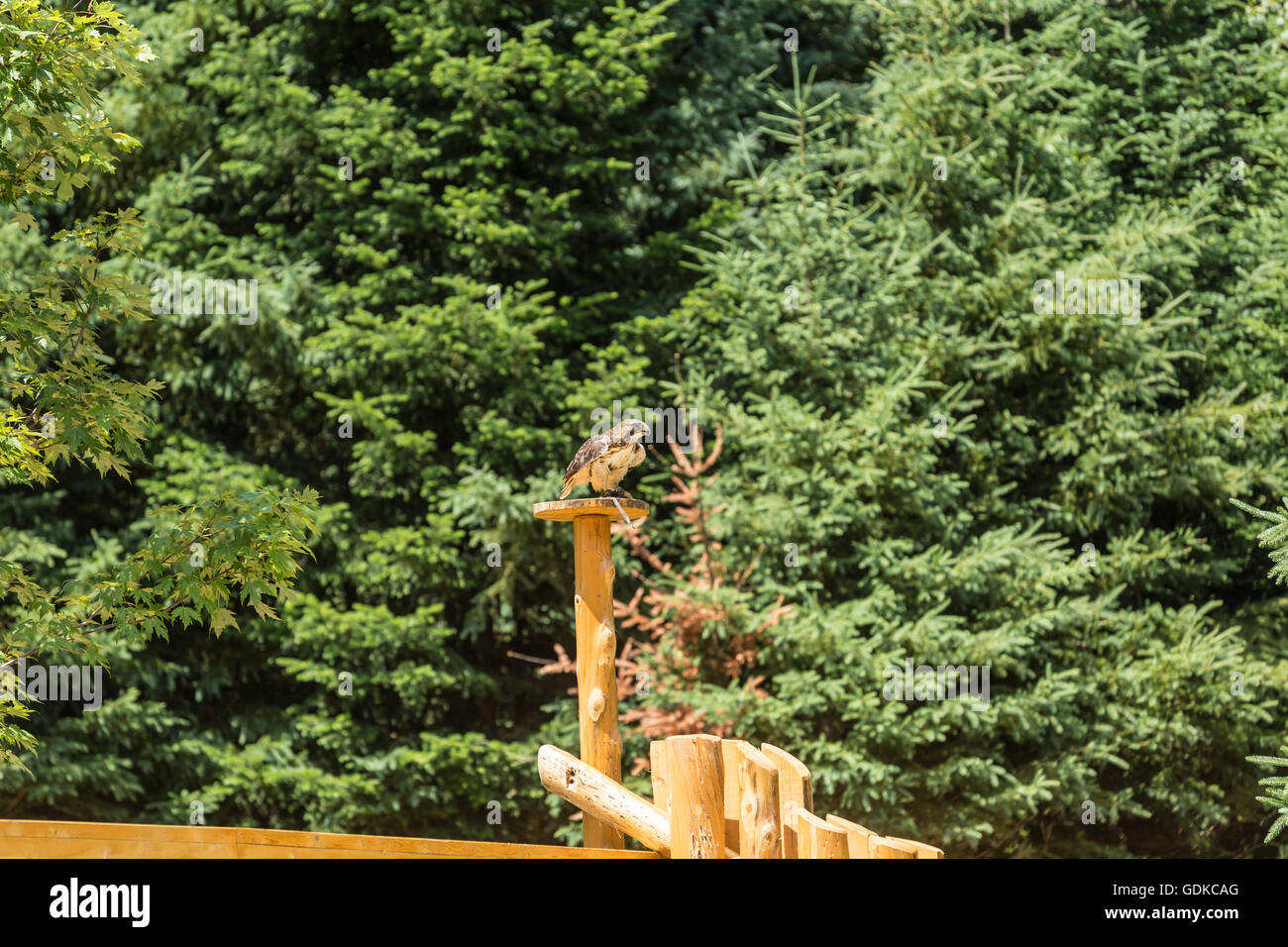 A lone juvenile hawk in a tree Stock Photo - Alamy
