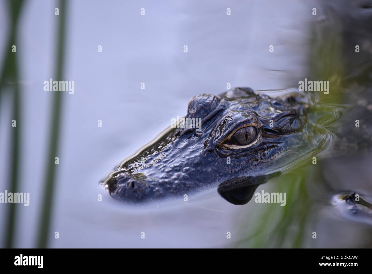 Baby alligator hi-res stock photography and images - Alamy