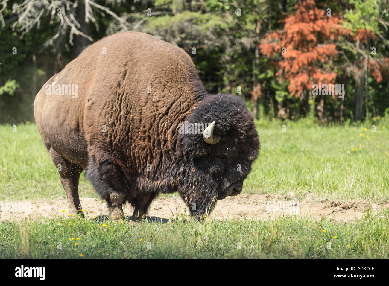 American Field Buffalo in a summer field Stock Photo - Alamy