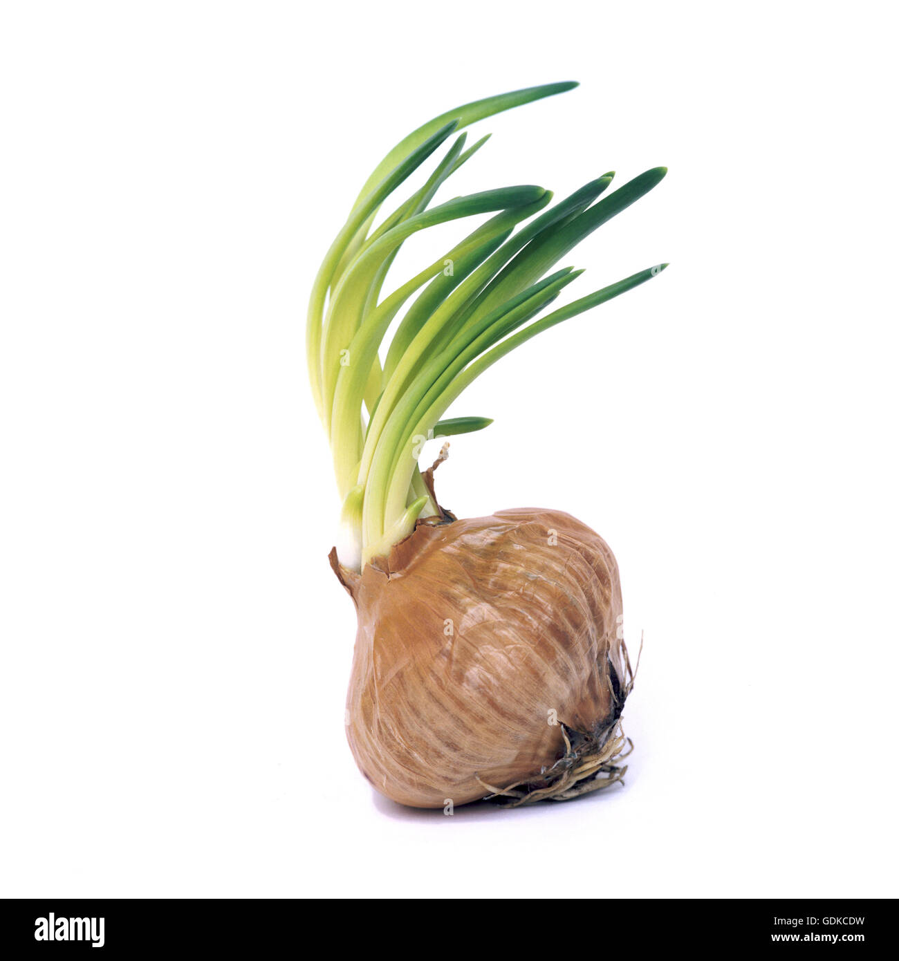 Photo of an onion Cut Out Stock Images & Pictures - Alamy