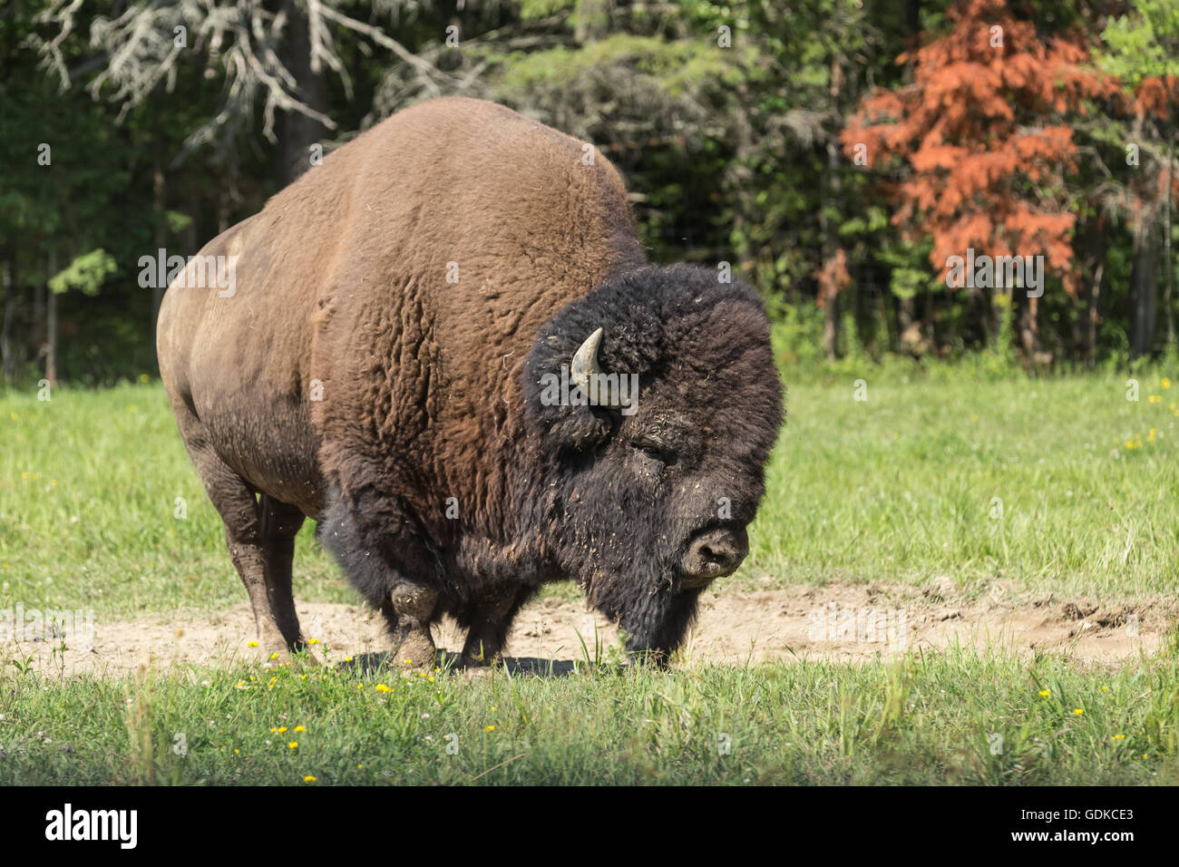 American Field Buffalo in a summer field Stock Photo - Alamy