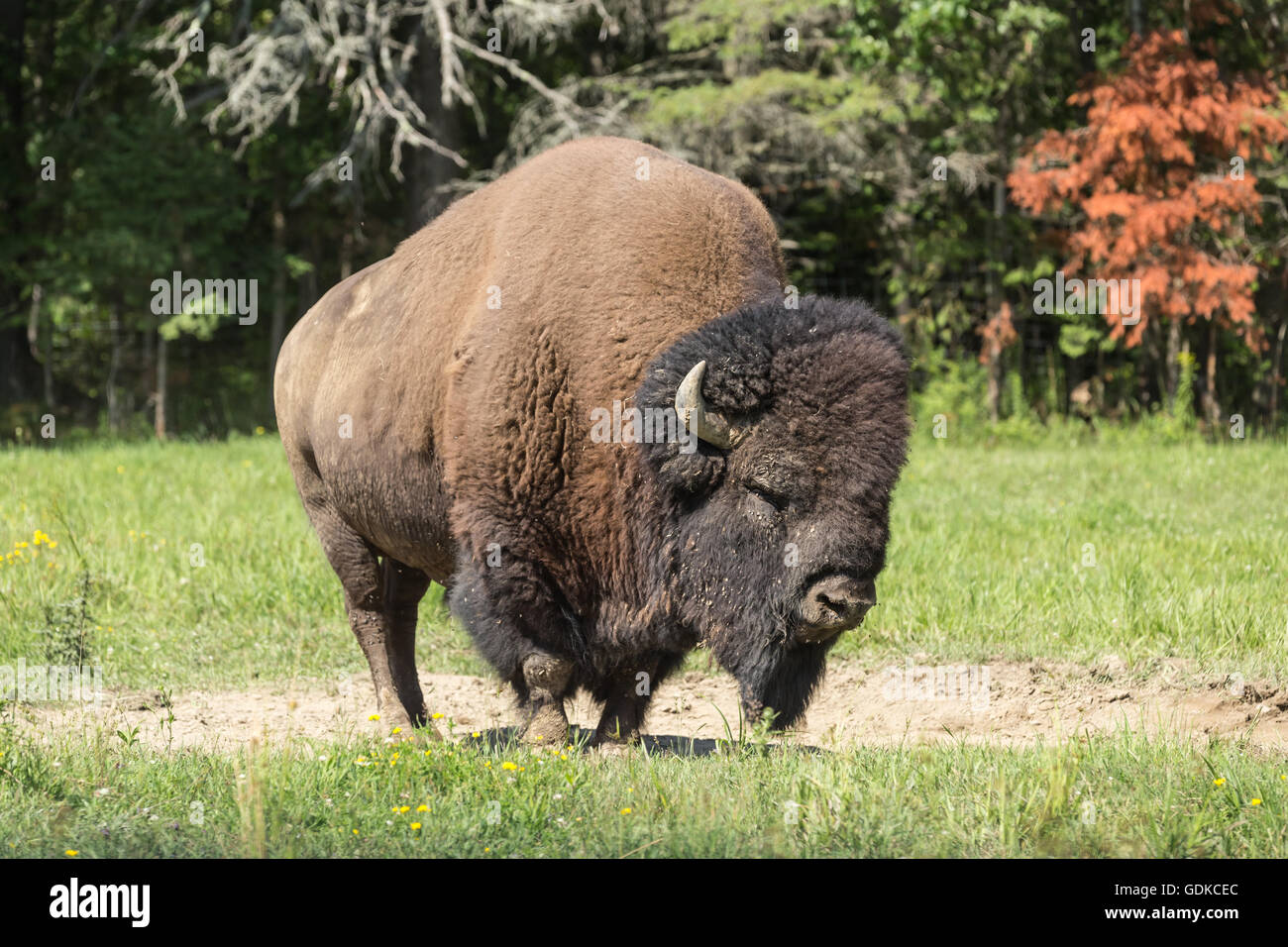 American Field Buffalo in a summer field Stock Photo - Alamy