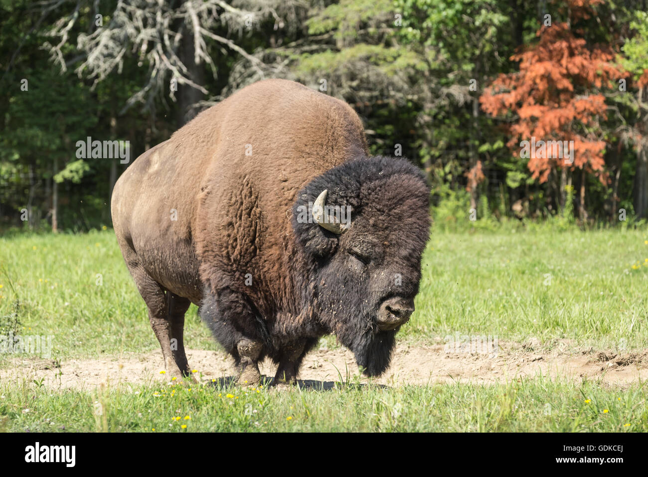 American Field Buffalo in a summer field Stock Photo - Alamy