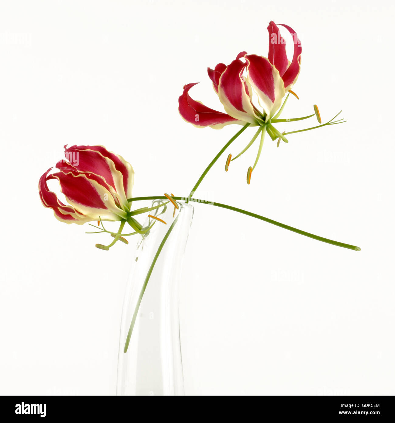 Orchidaceae species Cut Out Stock Images & Pictures - Alamy