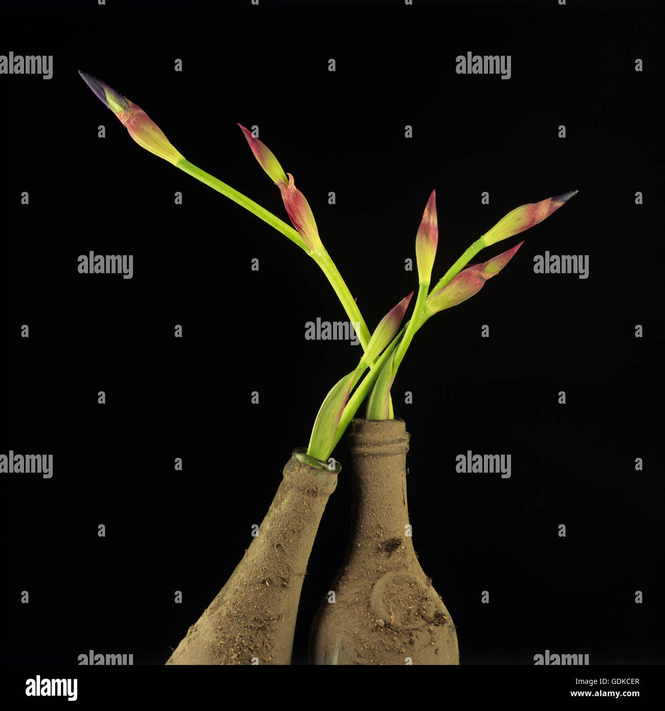 Bottles of species hi-res stock photography and images - Alamy