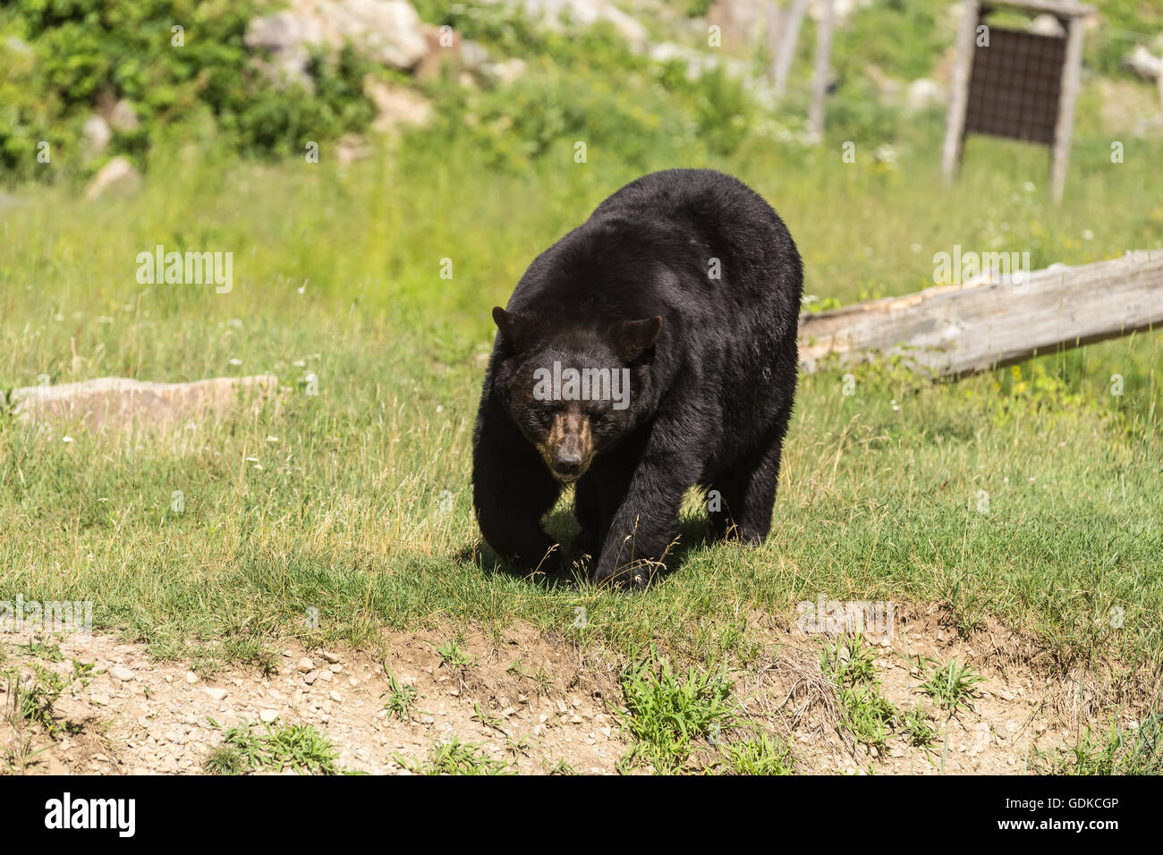 A great big black bear in summer Stock Photo - Alamy