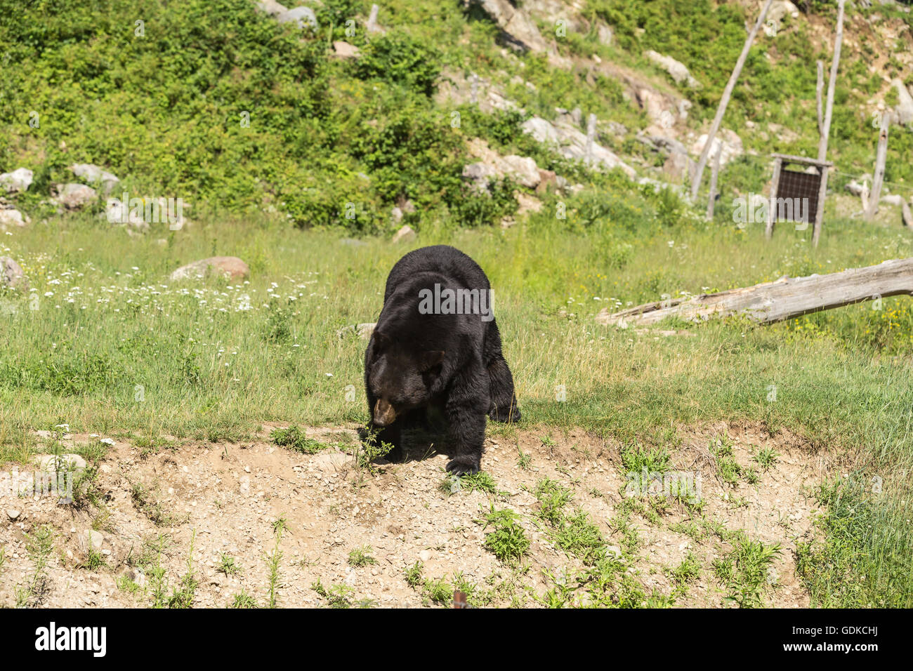 Big black bear hi-res stock photography and images - Alamy