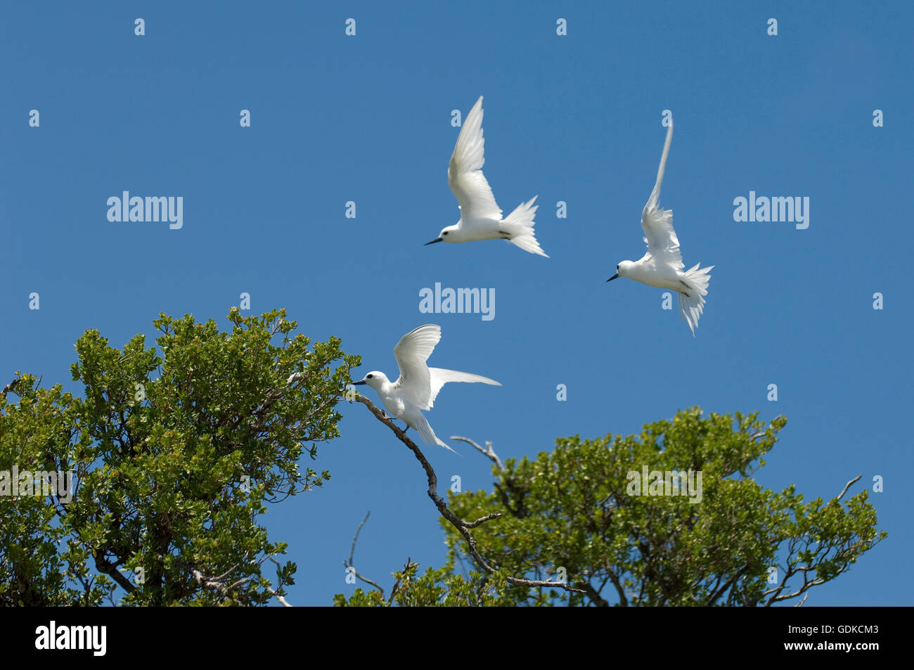 Birds of the tuamotu islands hi-res stock photography and images - Alamy