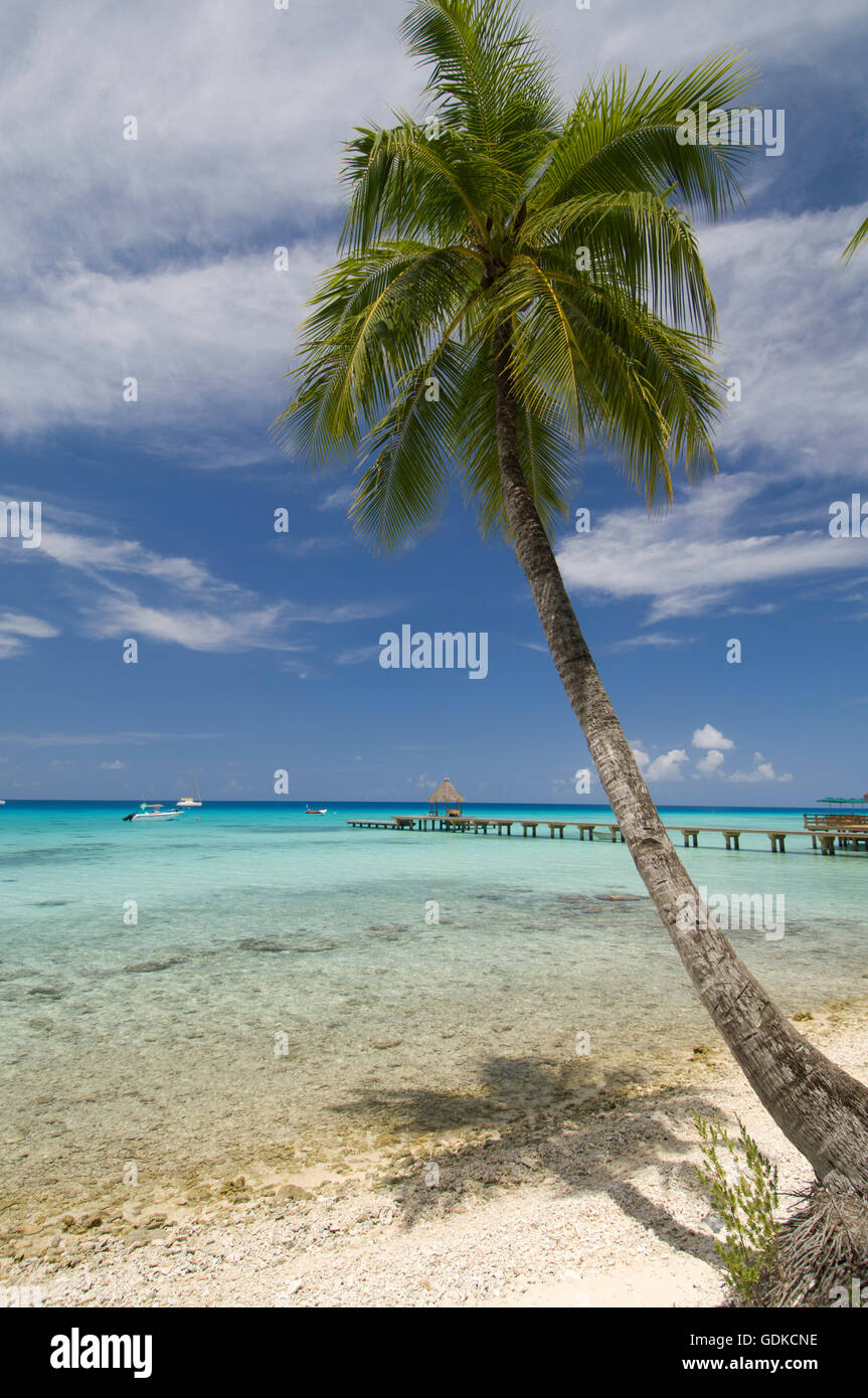 Beach, Rangiroa, Tuamotu Archipelago, French Polynesia, Pacific Ocean ...