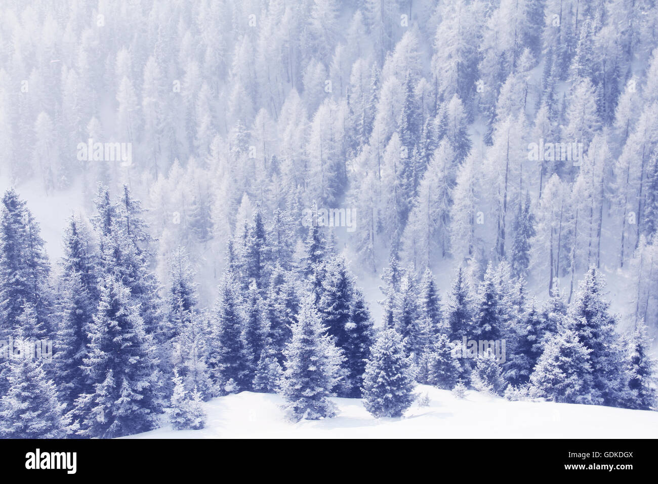 Beautiful winter landscape with fir forest in mountains Stock Photo - Alamy