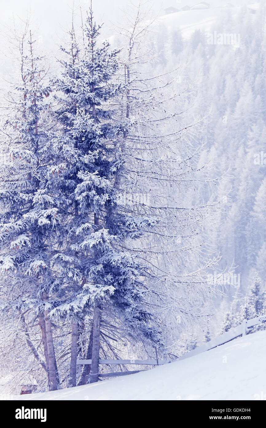 Beautiful winter landscape with fir forest in mountains Stock Photo - Alamy