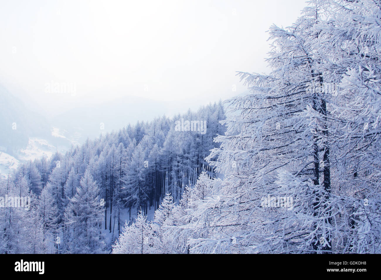 Beautiful winter landscape with fir forest in mountains Stock Photo - Alamy