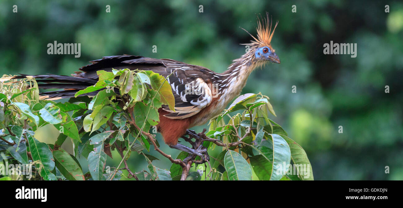 Hoatzin amazon hi-res stock photography and images - Alamy