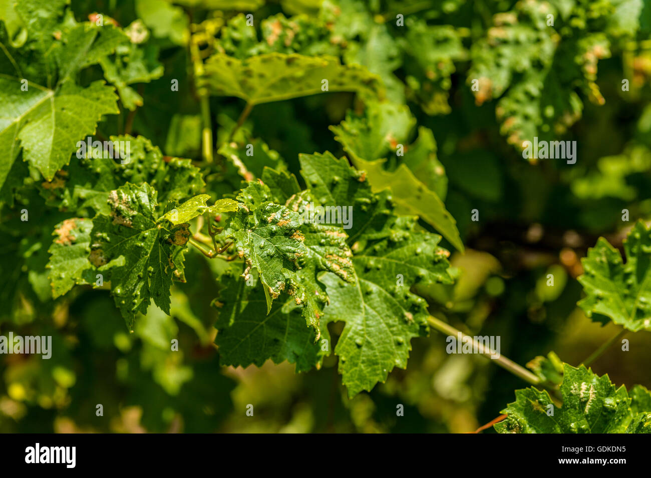 Downy mildew grapes hi-res stock photography and images - Alamy