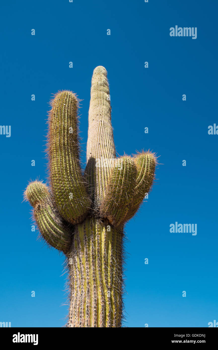 Cardon cactus echinopsis atacamensis hi-res stock photography and ...