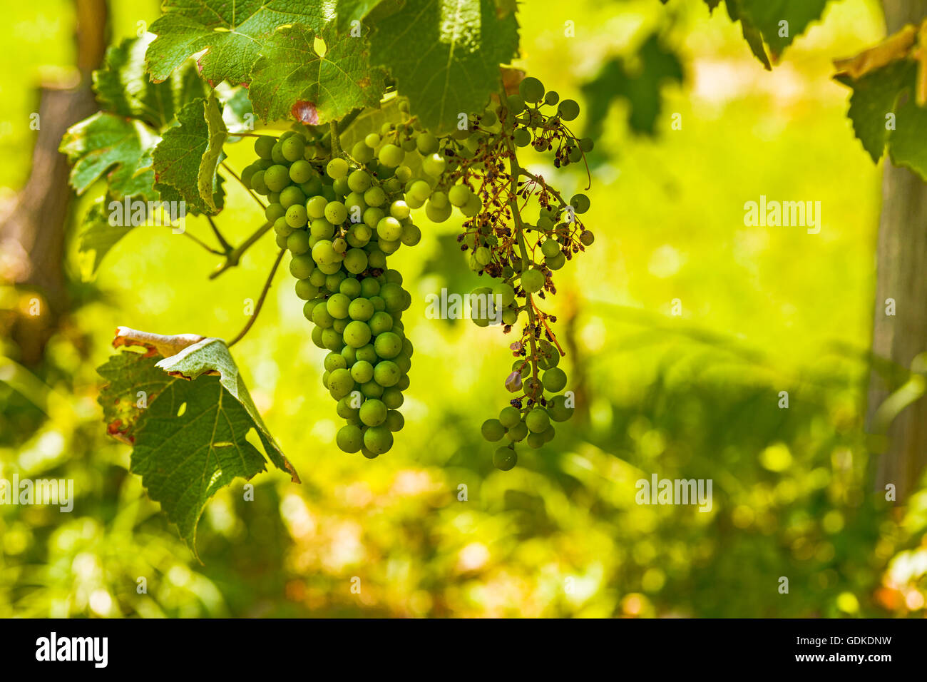 Dried vine grape mildew hi-res stock photography and images - Alamy