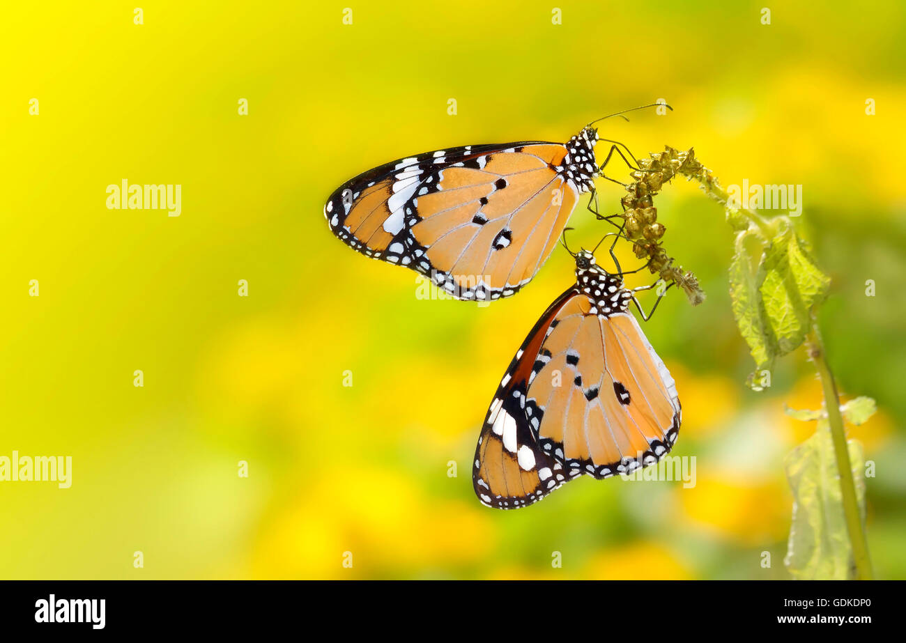 Light yellow butterfly hi-res stock photography and images - Alamy