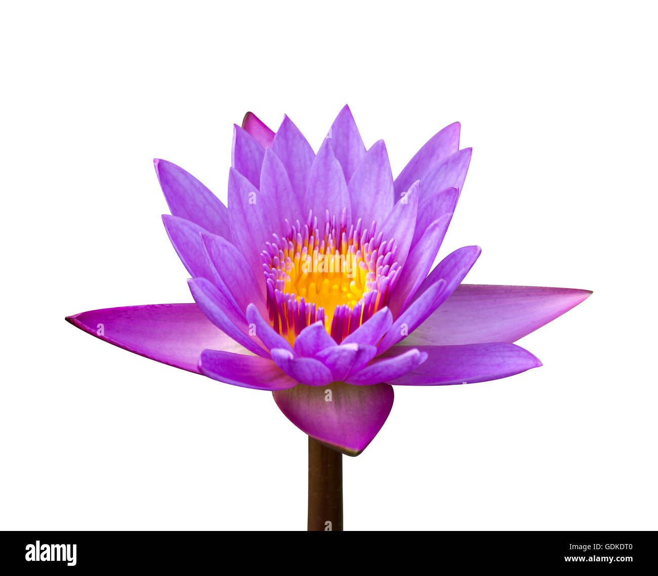 lotus flower on a white background. For a background image Stock Photo ...