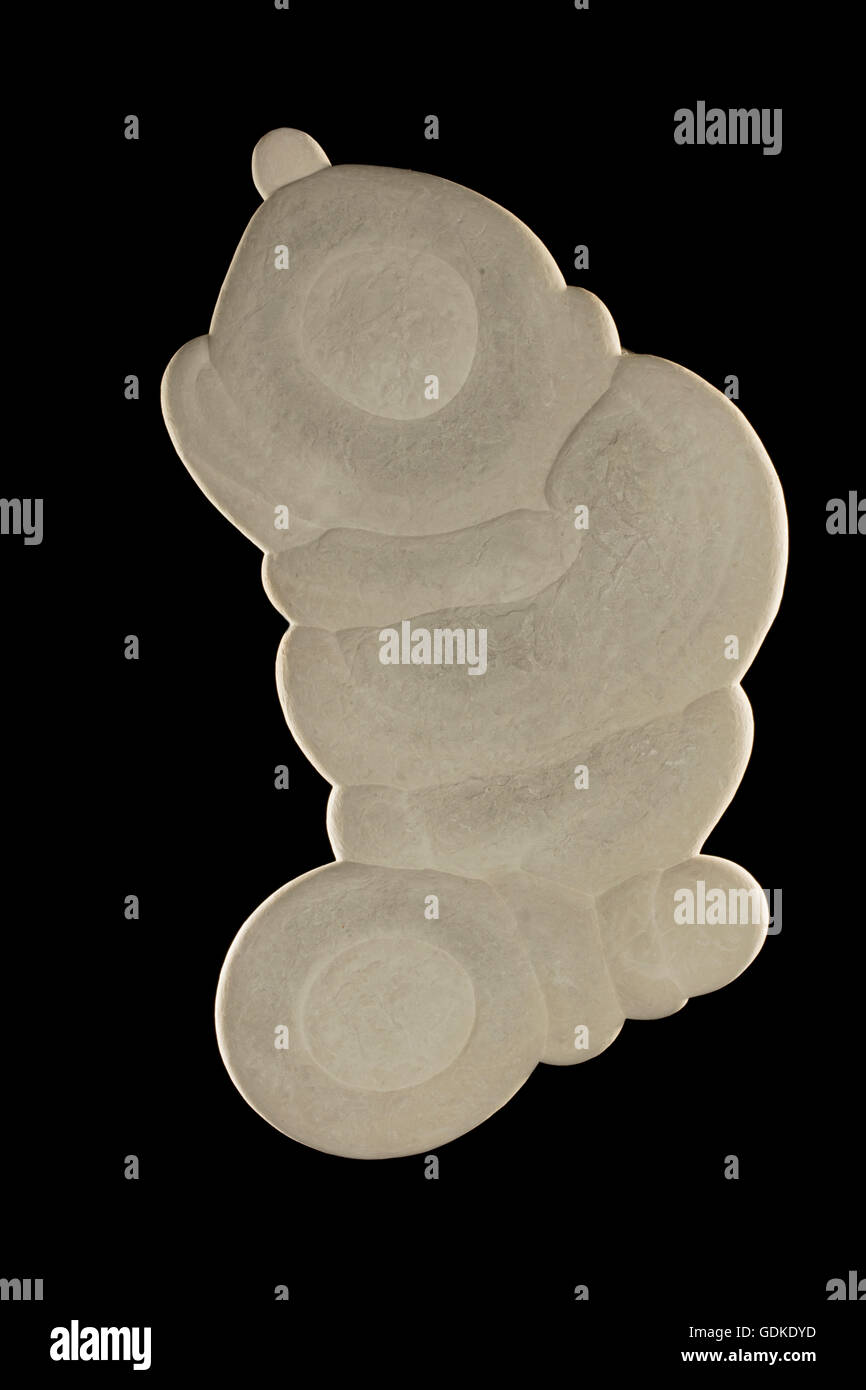 Calcite concretion, "fairy stone" , Quebec, Canada, occur in Quaternary ...