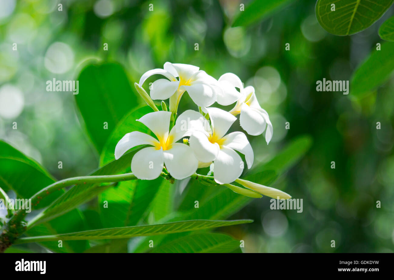 White frangipani flower hi-res stock photography and images - Alamy