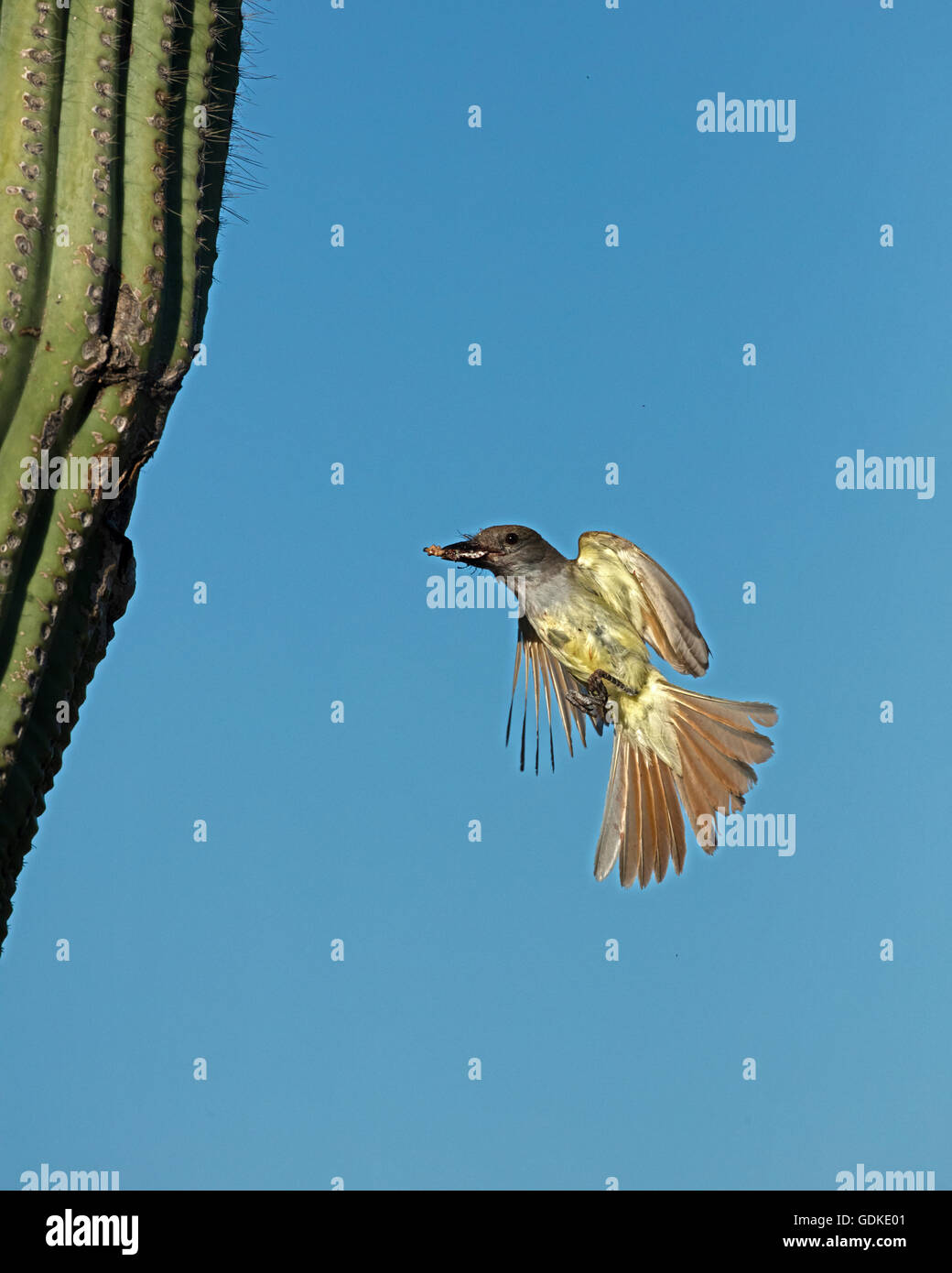 Ash-throated Flycatcher, Myiarchus cinerascens, Sonoran desert ...