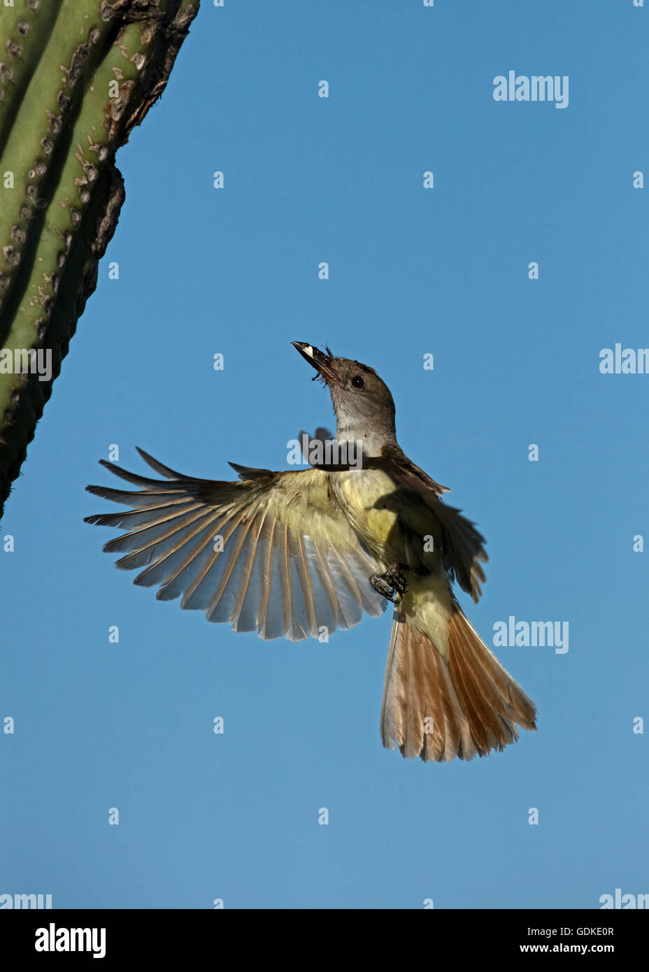 Ash-throated Flycatcher, Myiarchus cinerascens, Sonoran desert ...