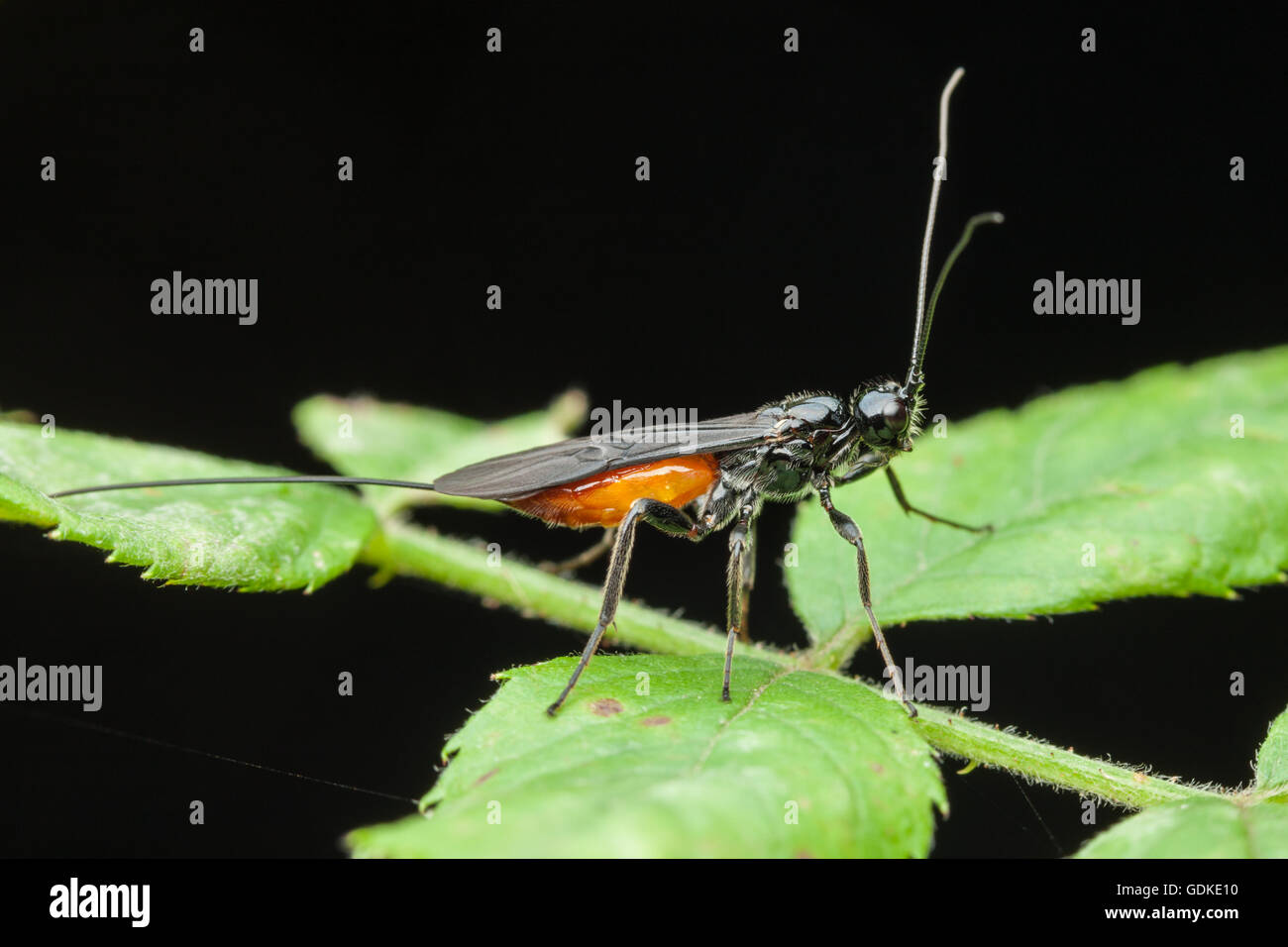 A female Braconid Wasp (Atanycolus sp.) perches on a leaf against a ...