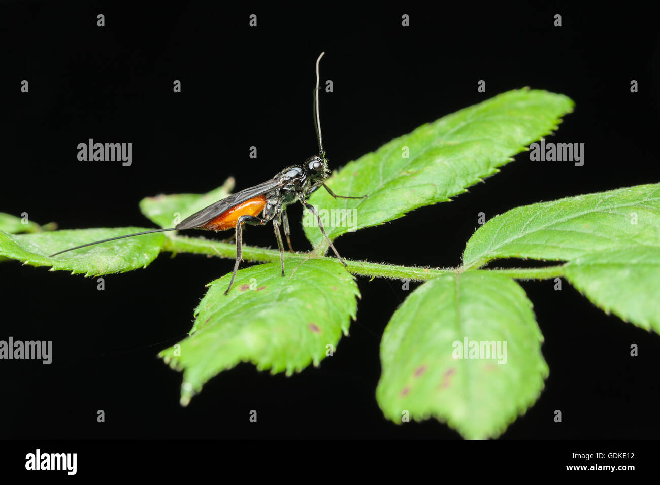 A female Braconid Wasp (Atanycolus sp.) perches on a leaf against a ...