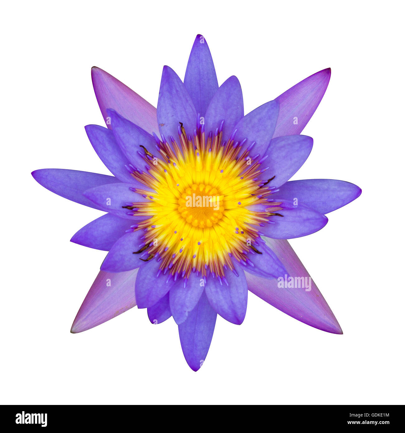 A wild purple flower Cut Out Stock Images & Pictures - Alamy