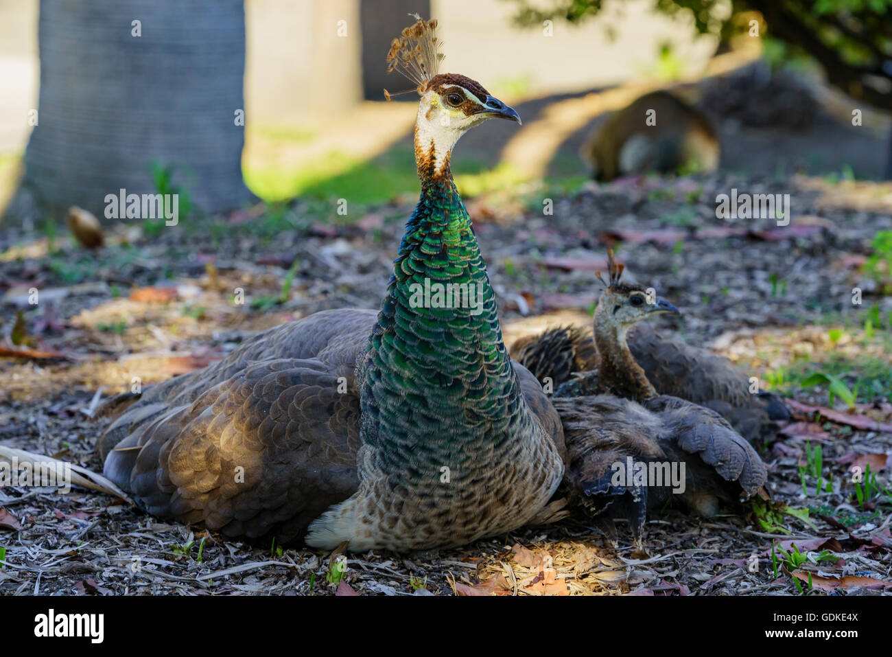 Female Peacock High Resolution Stock Photography and Images - Alamy
