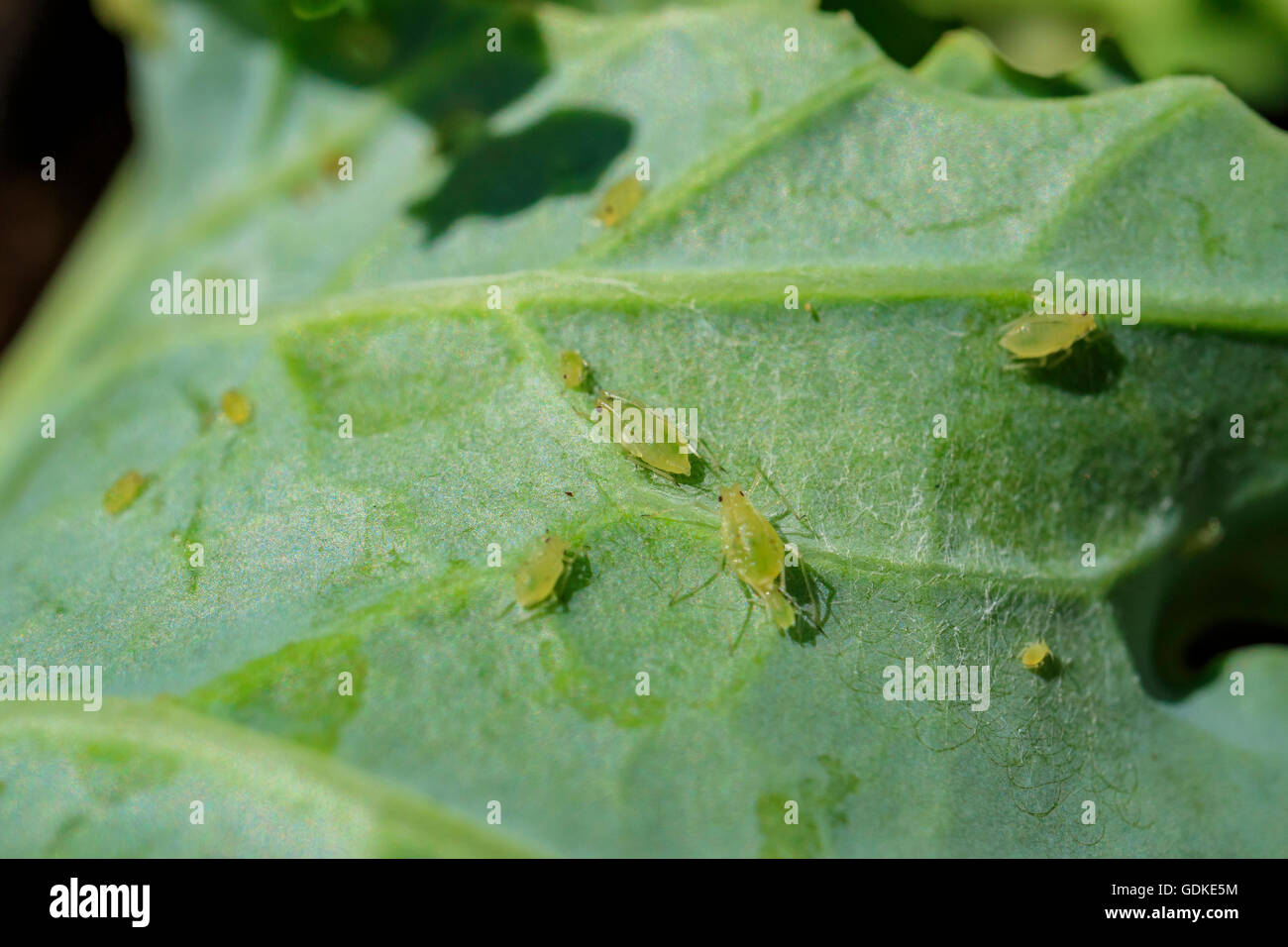 Pests - Aphid on the Kale, harming the plant Stock Photo - Alamy