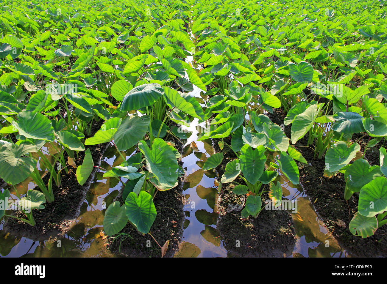 A field of taro plants growing in Thailand Stock Photo - Alamy