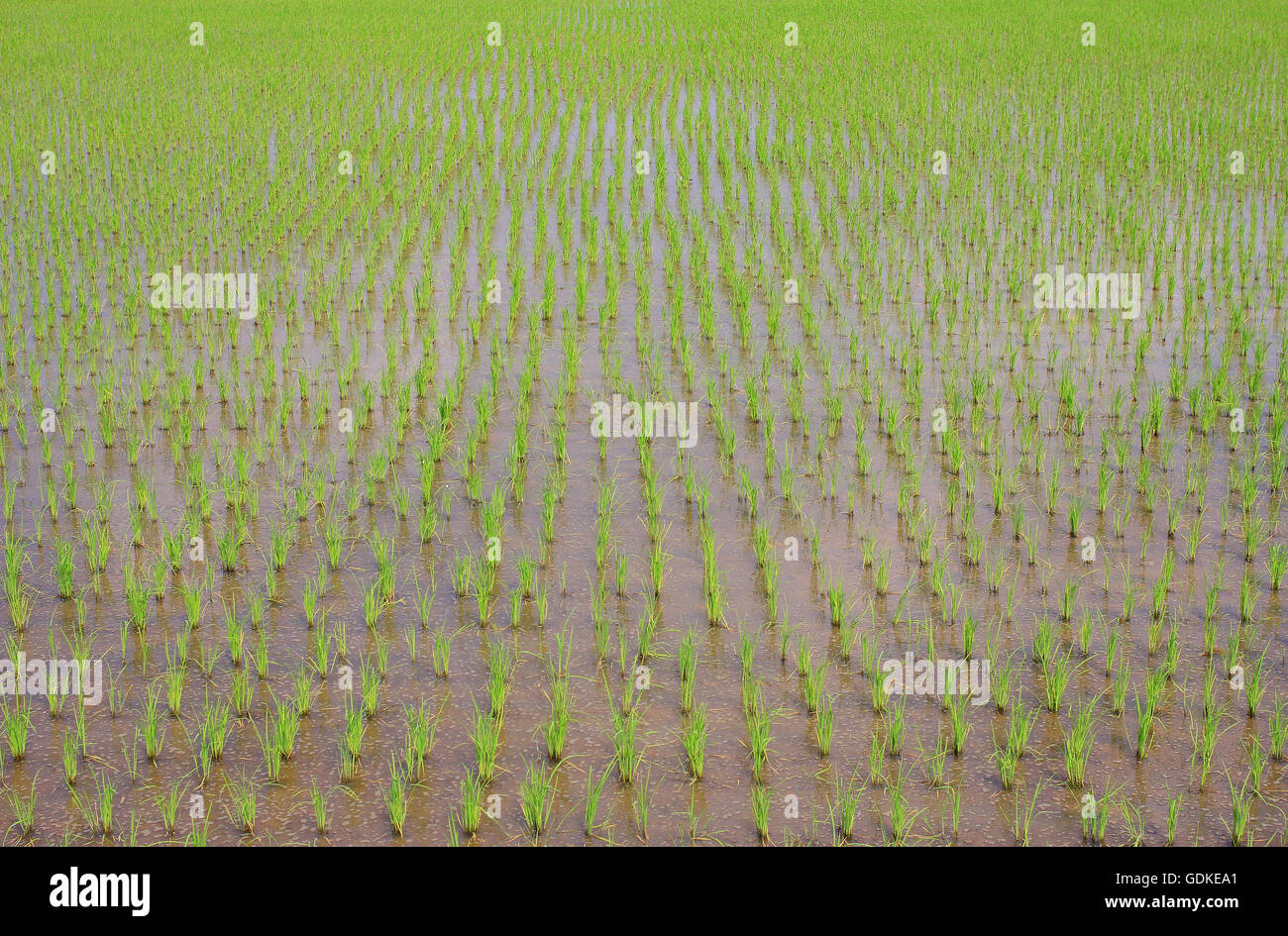 Planted rice field hi-res stock photography and images - Alamy