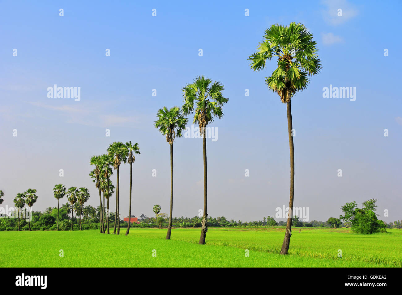 Palm tree in a rice field with blue sky Stock Photo - Alamy