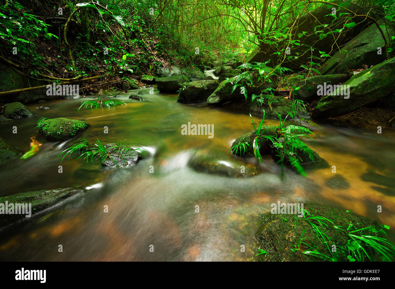 Moss in the brook hi-res stock photography and images - Alamy