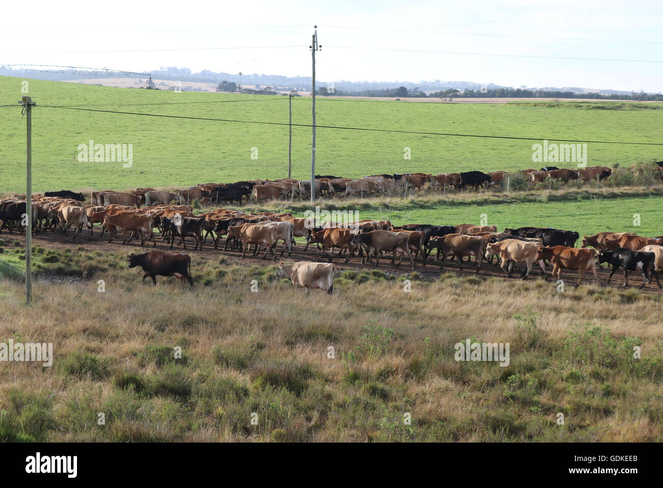 Cattle herd countryside hi-res stock photography and images - Alamy